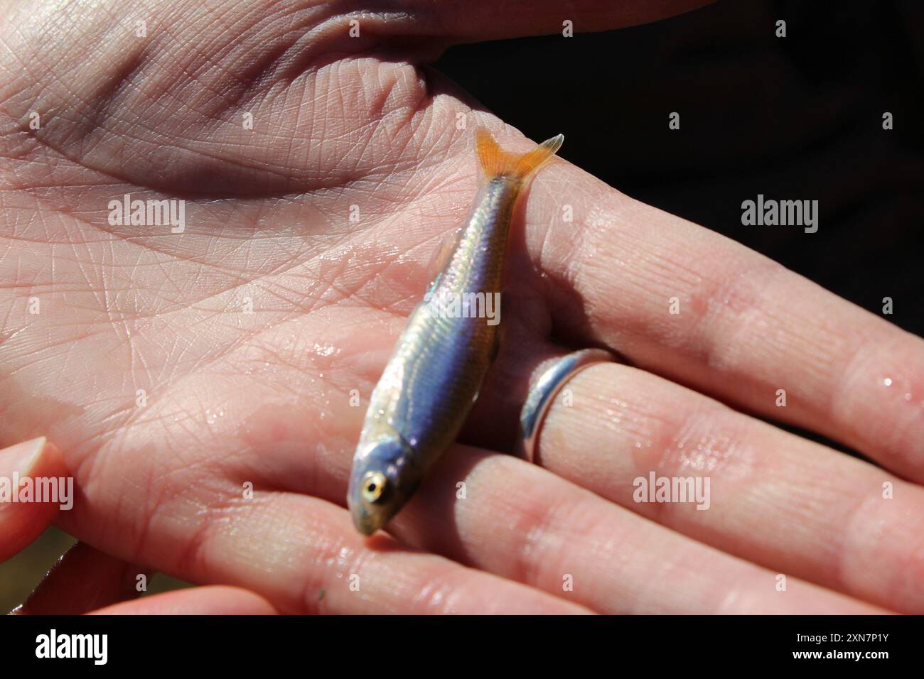 Red Shiner (Cyprinella lutrensis) Actinopterygii Stock Photo - Alamy