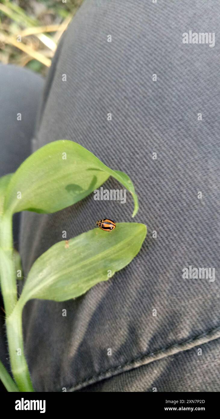 Micraspis hi-res stock photography and images - Alamy
