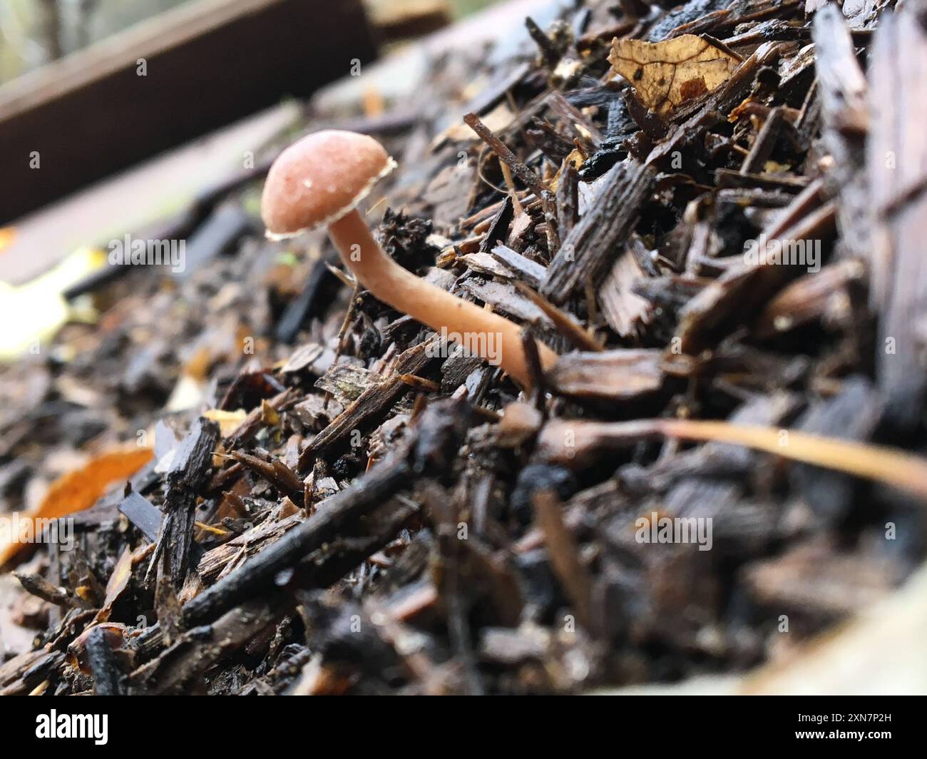 scurfy twiglet (Tubaria furfuracea) Fungi Stock Photo - Alamy