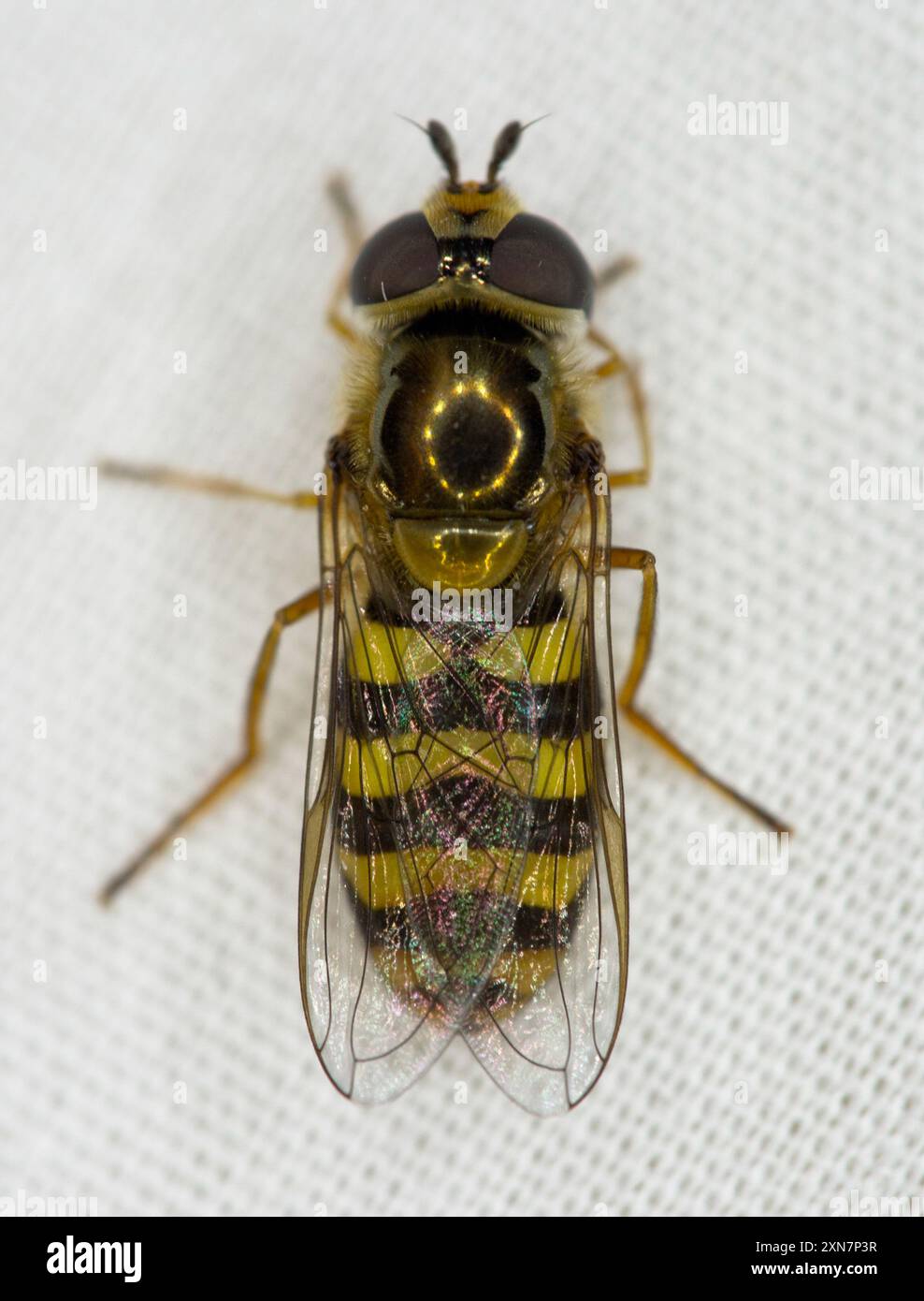 Western Aphideater (Eupeodes fumipennis) Insecta Stock Photo - Alamy
