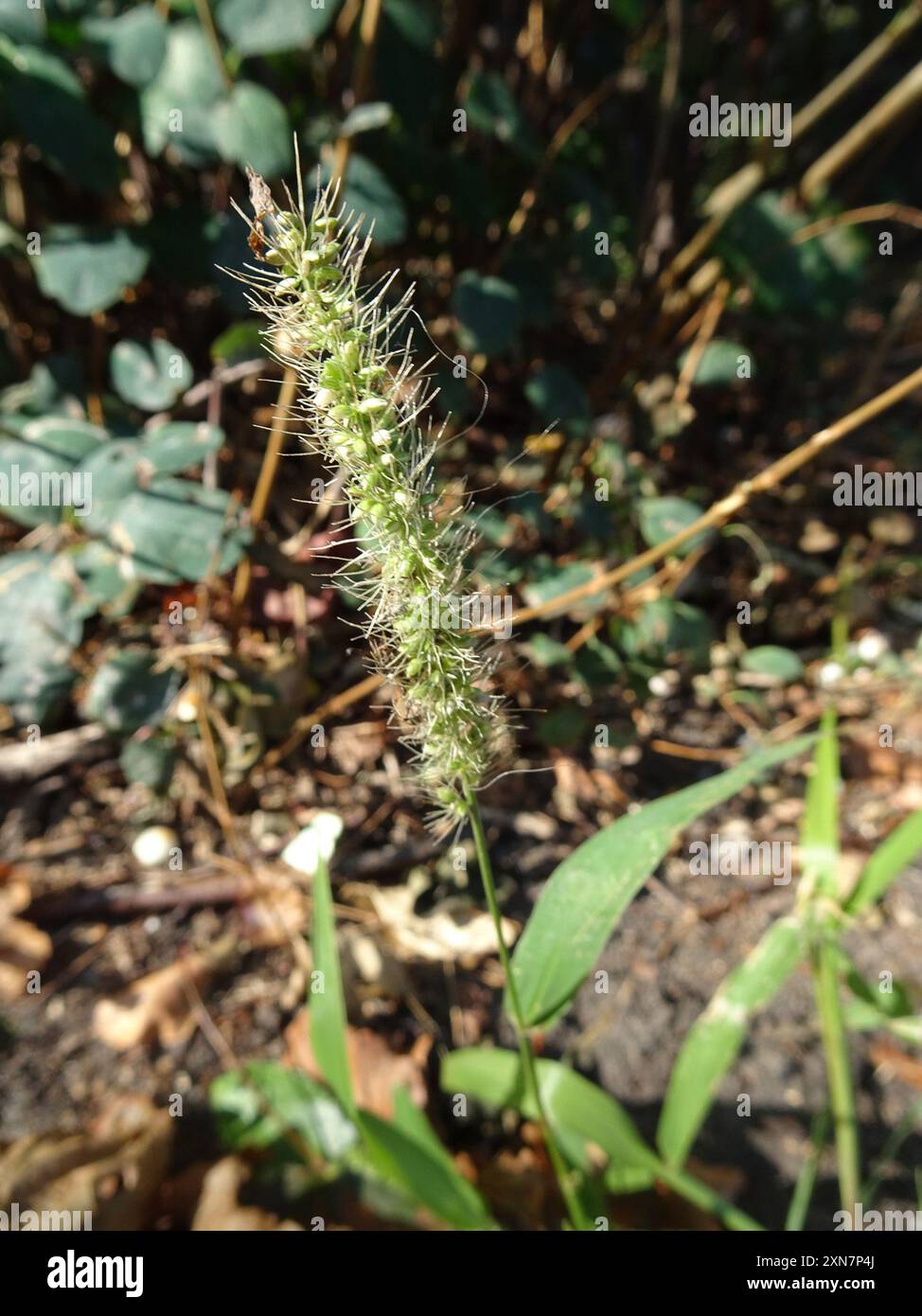 hooked bristle grass (Setaria verticillata) Plantae Stock Photo - Alamy