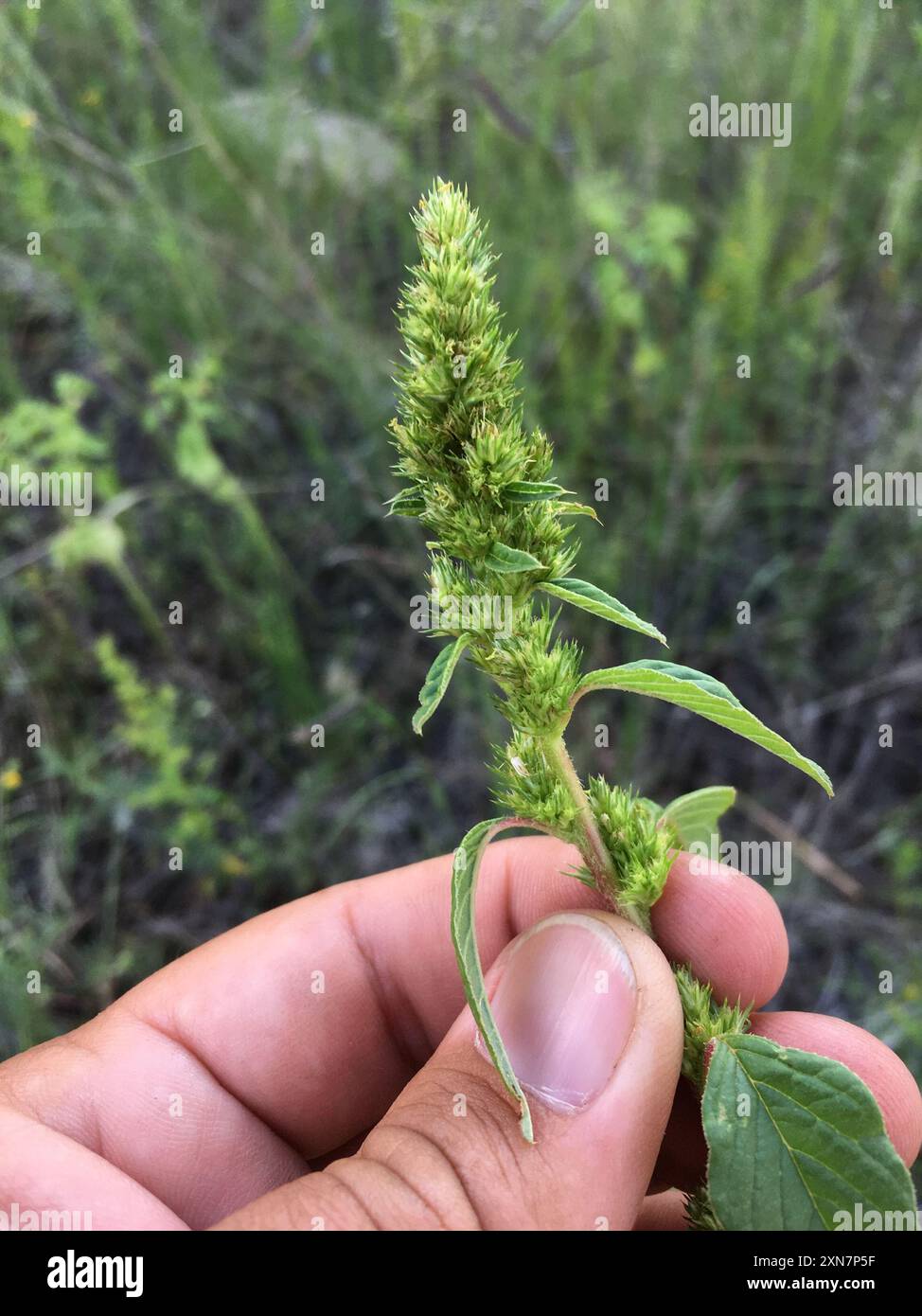 powell's amaranth (Amaranthus powellii) Plantae Stock Photo - Alamy