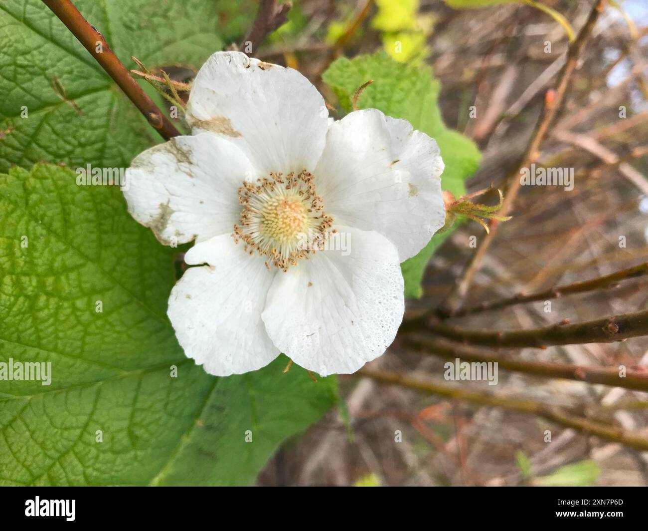 thimbleberry (Rubus parviflorus) Plantae Stock Photo - Alamy