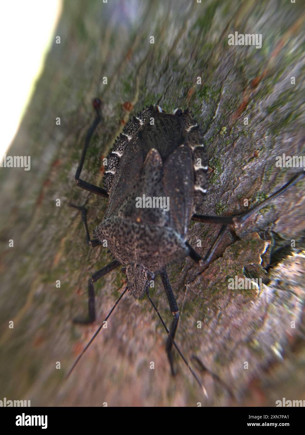 Mediterranean Spiny Stink Bug (Mustha spinosula) Insecta Stock Photo ...