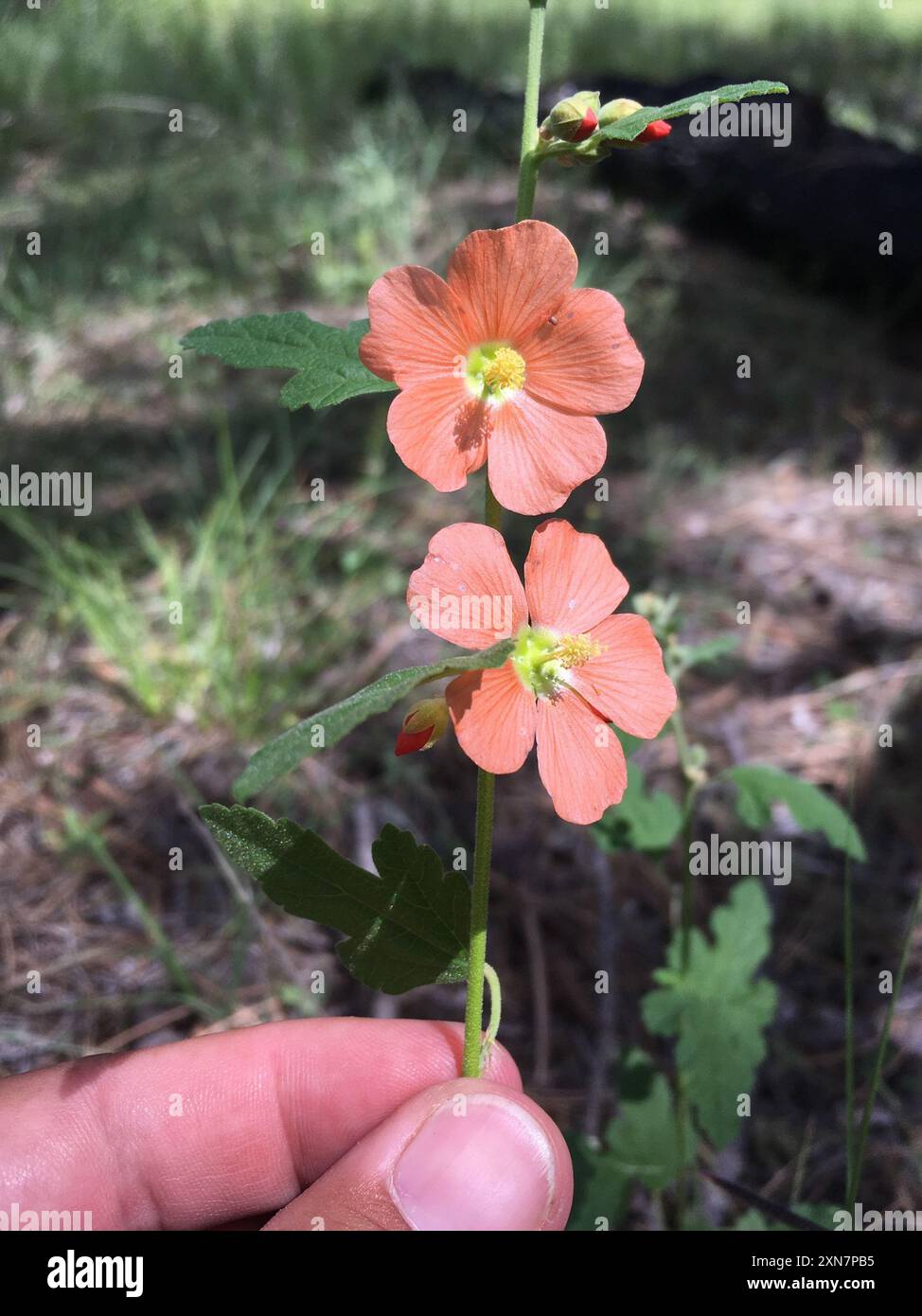 Fendler's Globemallow (Sphaeralcea fendleri) Plantae Stock Photo - Alamy