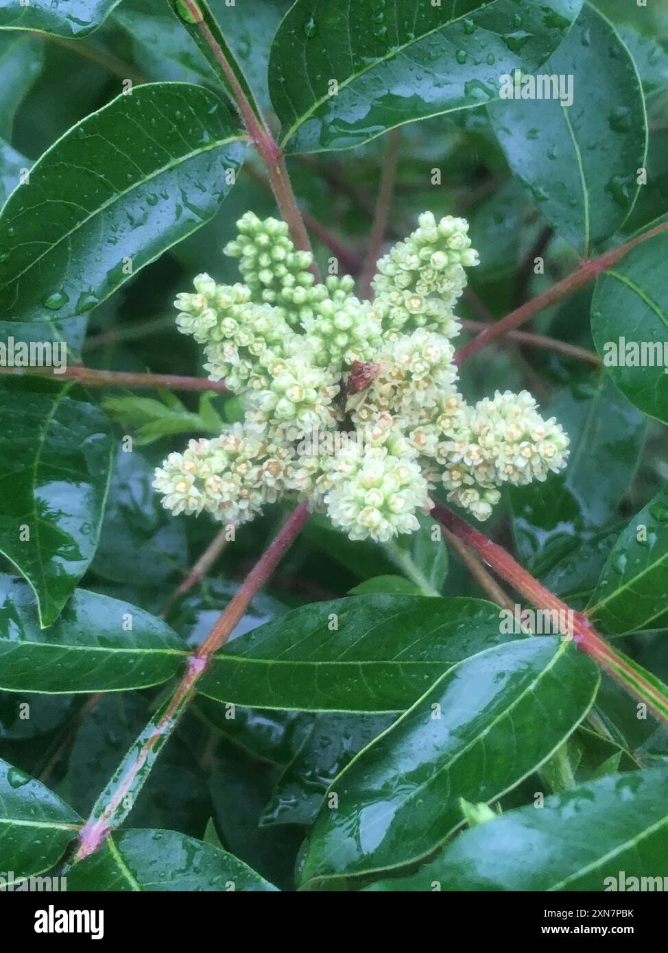 shining sumac (Rhus copallinum) Plantae Stock Photo - Alamy