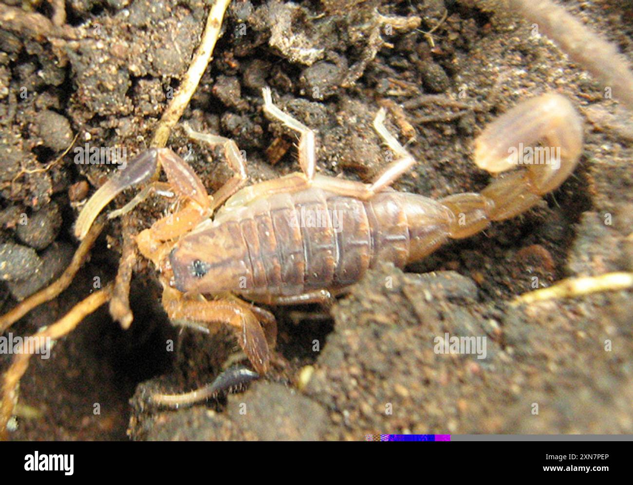 Common Lesser-Thicktail Scorpion (Uroplectes carinatus) Arachnida Stock ...