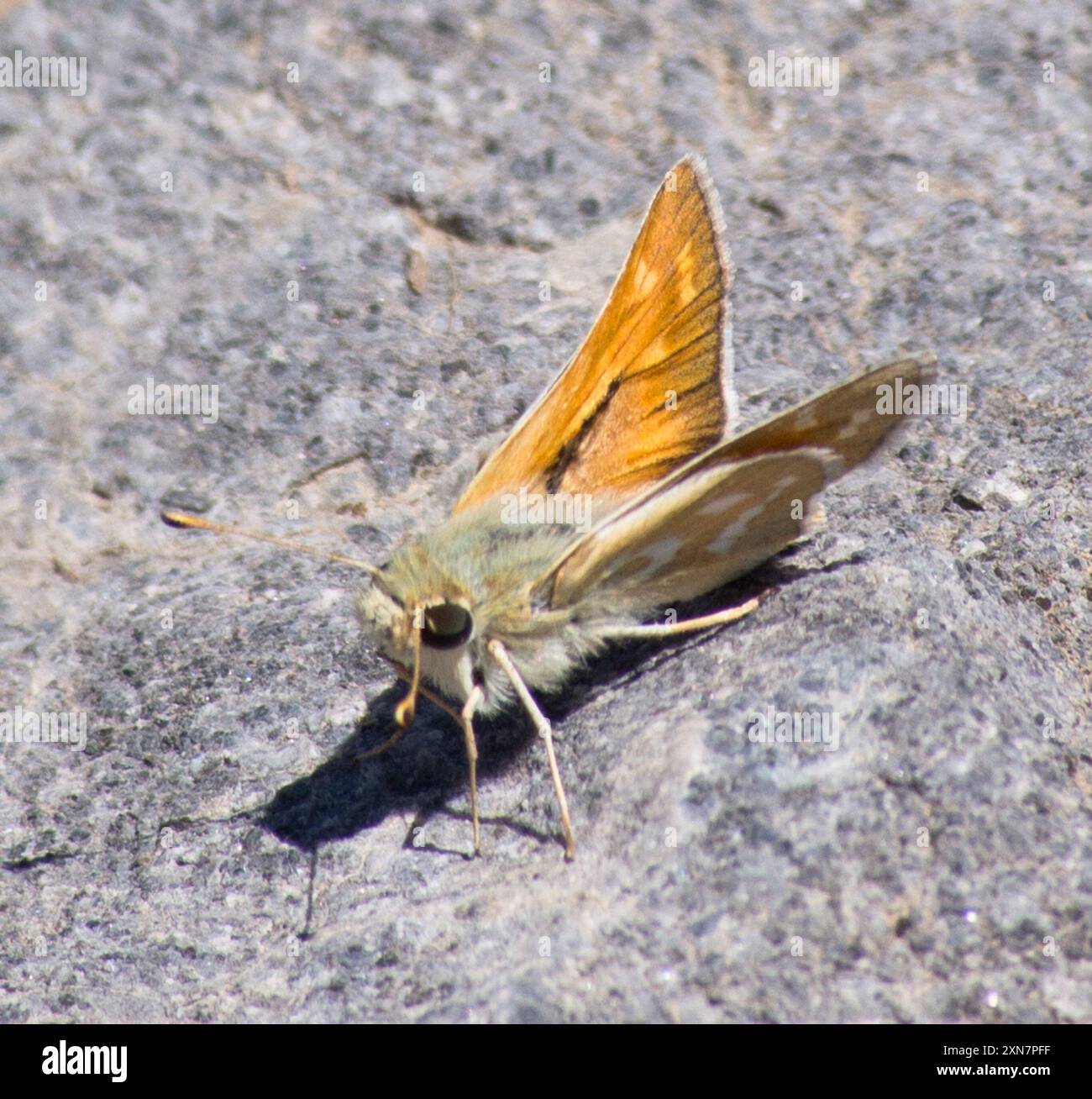 Western Branded Skipper (Hesperia colorado) Insecta Stock Photo - Alamy