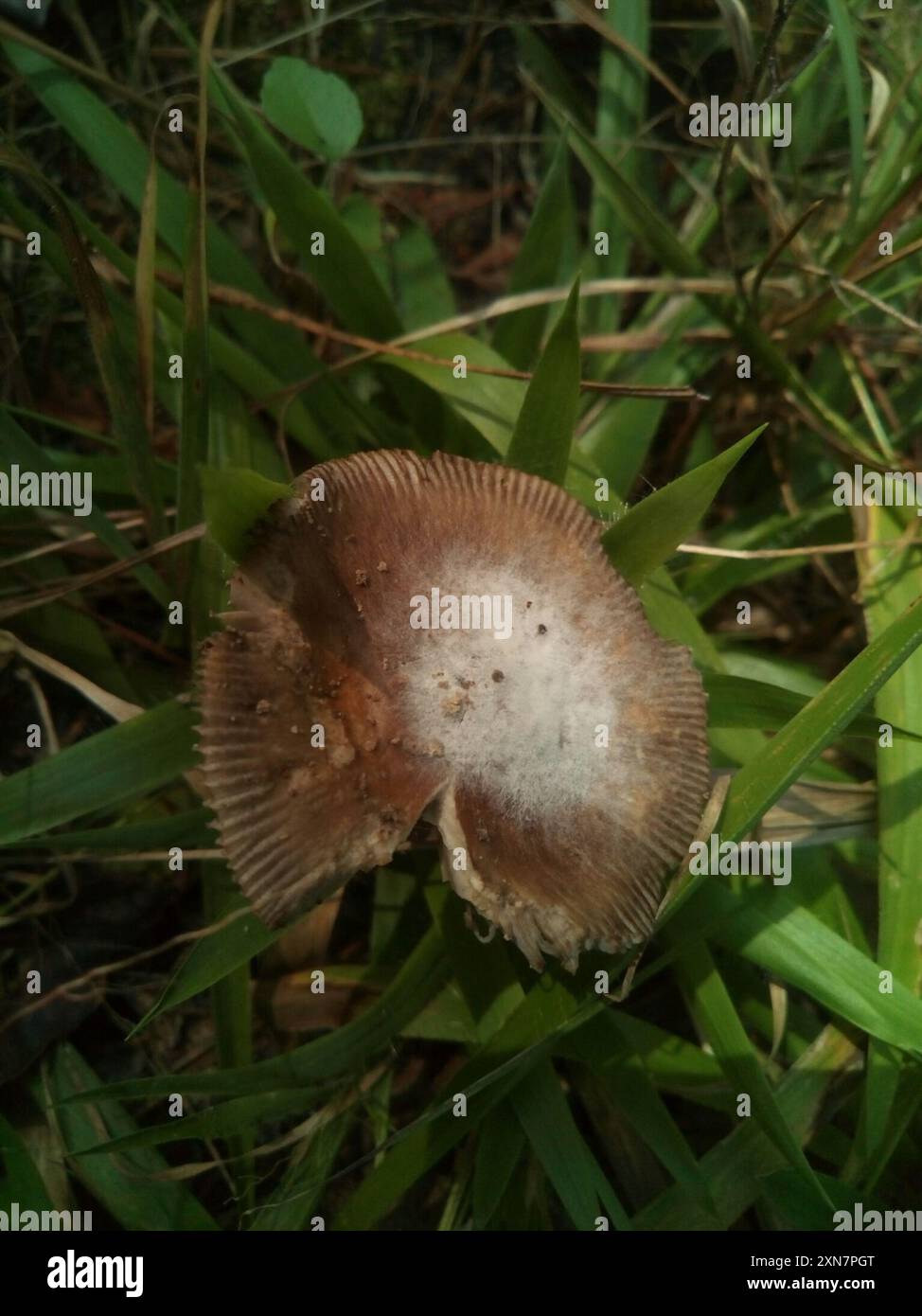 Amanita Mold (Hypomyces hyalinus) Fungi Stock Photo - Alamy