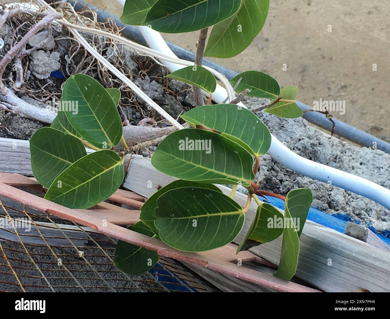 Shortleaf Fig (Ficus citrifolia) Plantae Stock Photo - Alamy