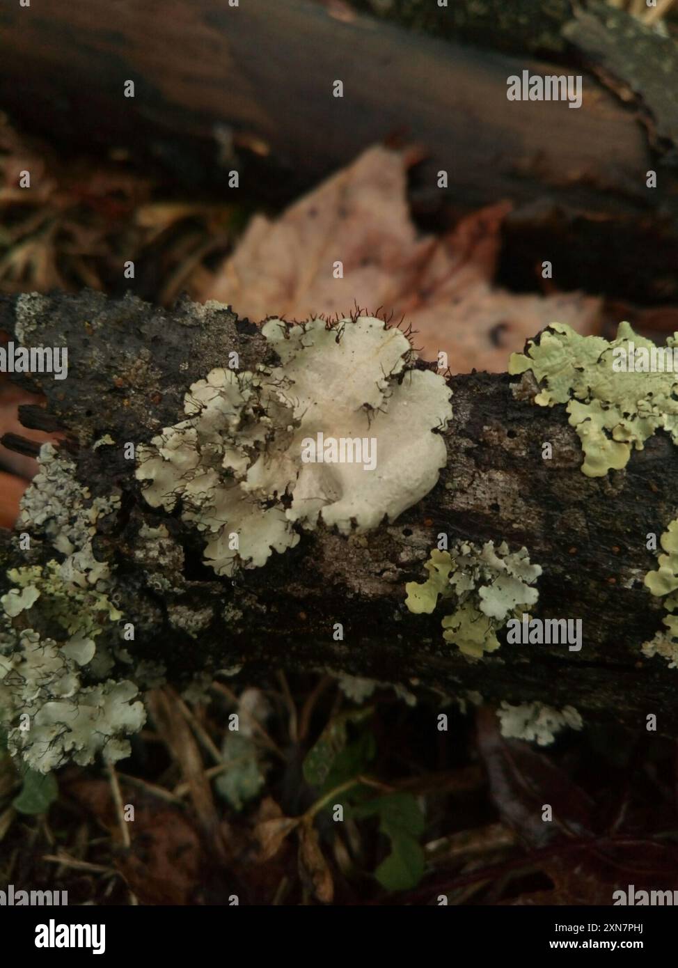 powdered ruffle lichen (Parmotrema hypotropum) Fungi Stock Photo - Alamy