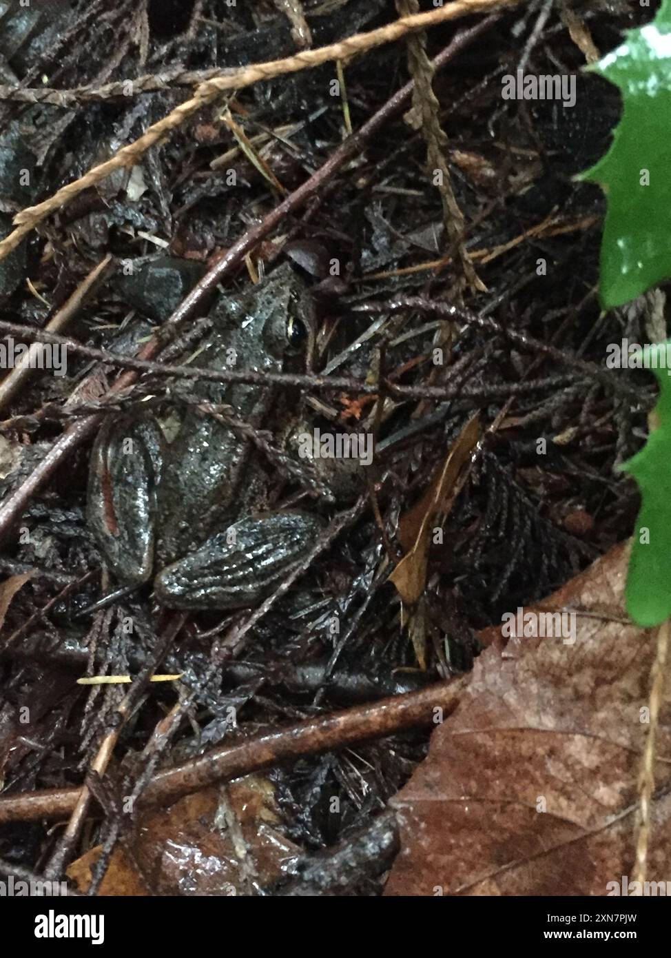 Northern Red-legged Frog (Rana aurora) Amphibia Stock Photo - Alamy