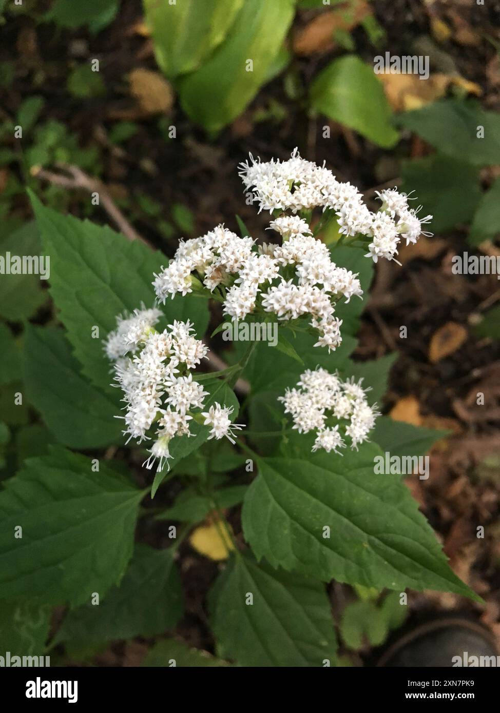 white snakeroot (Ageratina altissima) Plantae Stock Photo - Alamy