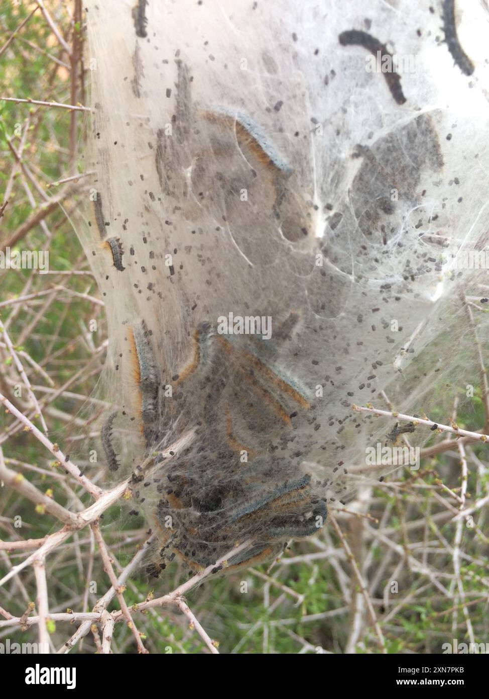 Southwestern Tent Caterpillar Moth (Malacosoma incurva) Insecta Stock ...