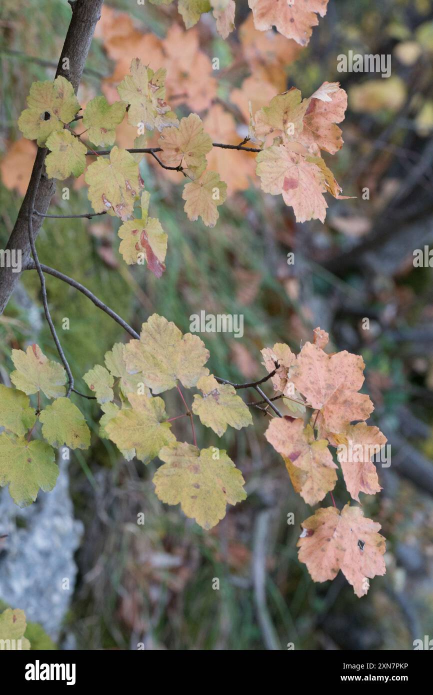 dicots (Magnoliopsida) Plantae Stock Photo - Alamy