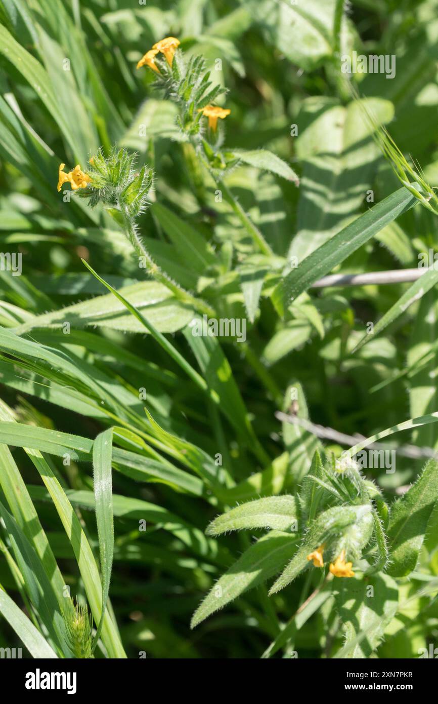 Common Fiddleneck (Amsinckia menziesii) Plantae Stock Photo - Alamy