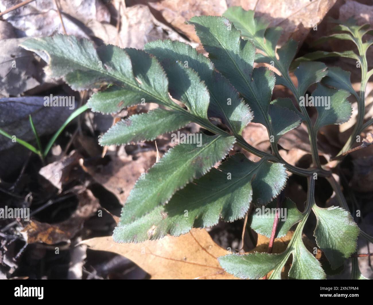 Cutleaf Grapefern (Sceptridium dissectum) Plantae Stock Photo - Alamy