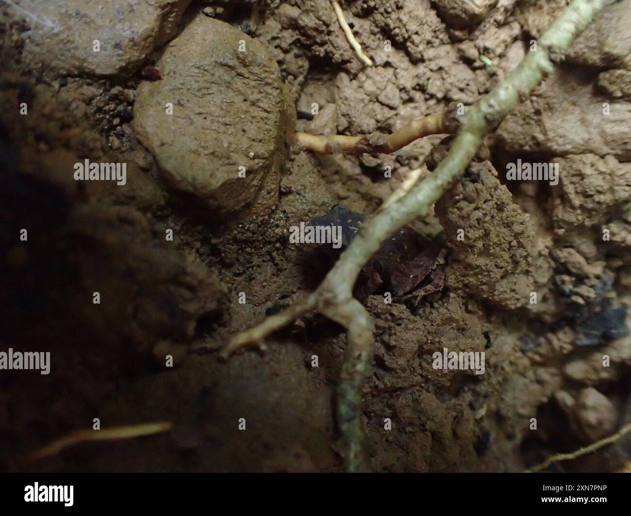 Stejneger's Robber Frog (Craugastor stejnegerianus) Amphibia Stock ...