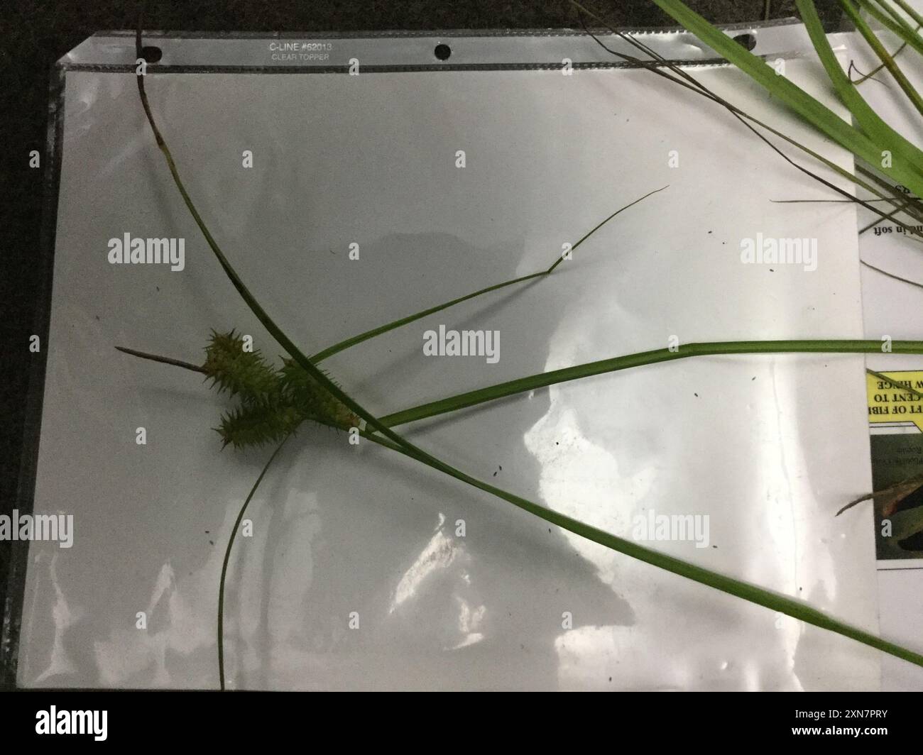 retrorse sedge (Carex retrorsa) Plantae Stock Photo - Alamy