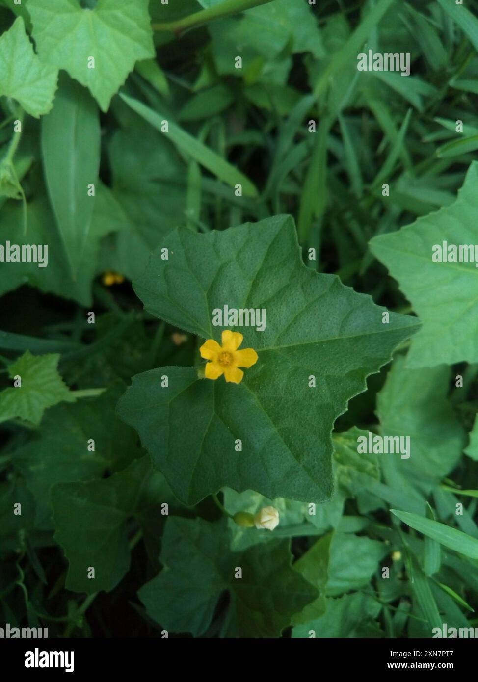 creeping cucumber (Melothria pendula) Plantae Stock Photo - Alamy