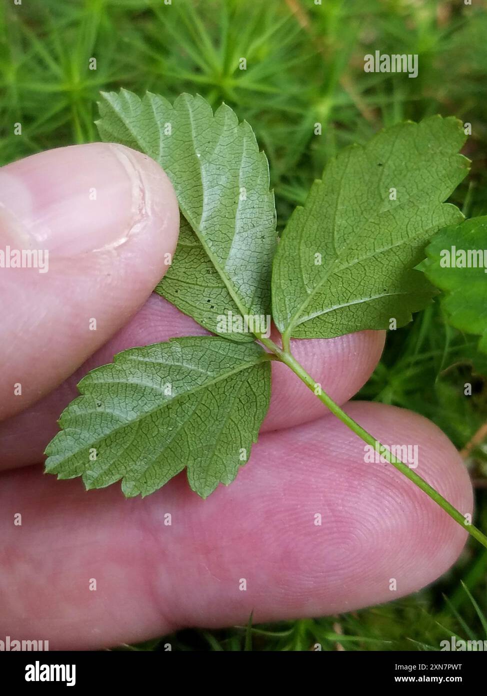 swamp dewberry (Rubus hispidus) Plantae Stock Photo - Alamy