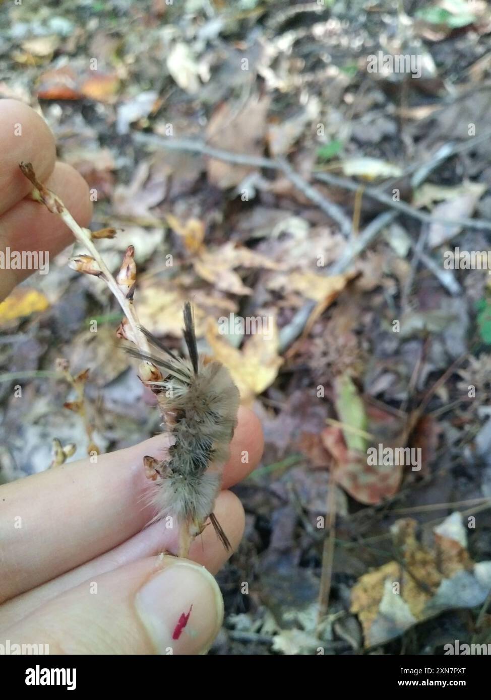 Banded Tussock Moth (Halysidota tessellaris) Insecta Stock Photo - Alamy