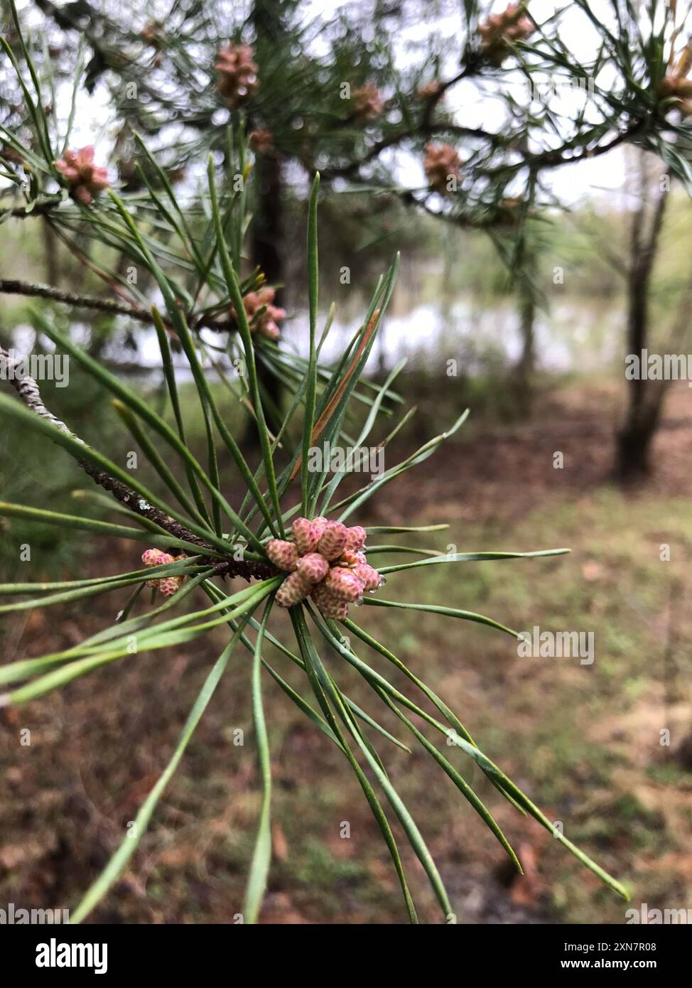 Virginia pine (Pinus virginiana) Plantae Stock Photo - Alamy