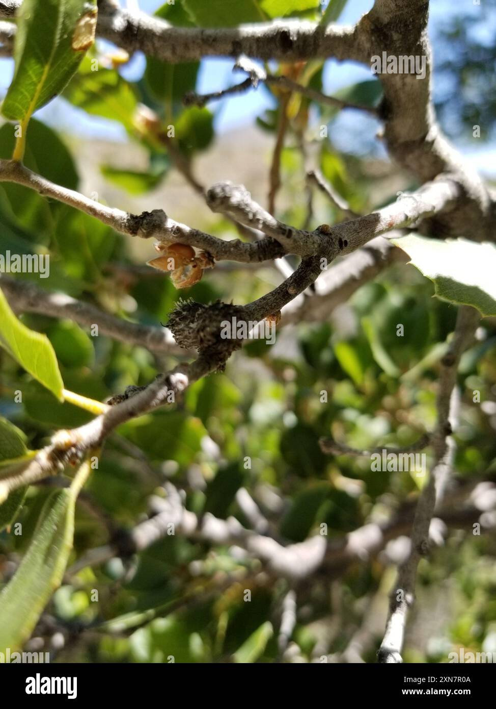 interior live oak (Quercus wislizeni) Plantae Stock Photo - Alamy