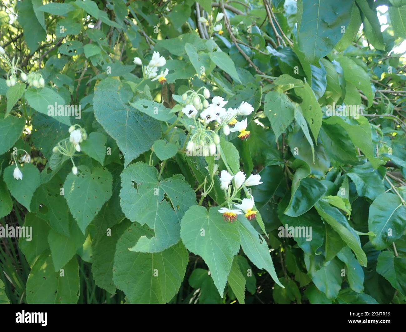 African hemp (Sparrmannia africana) Plantae Stock Photo - Alamy