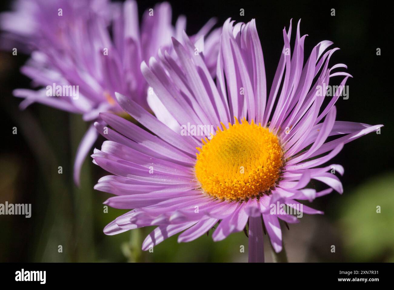 Subalpine Fleabane (Erigeron glacialis) Plantae Stock Photo - Alamy