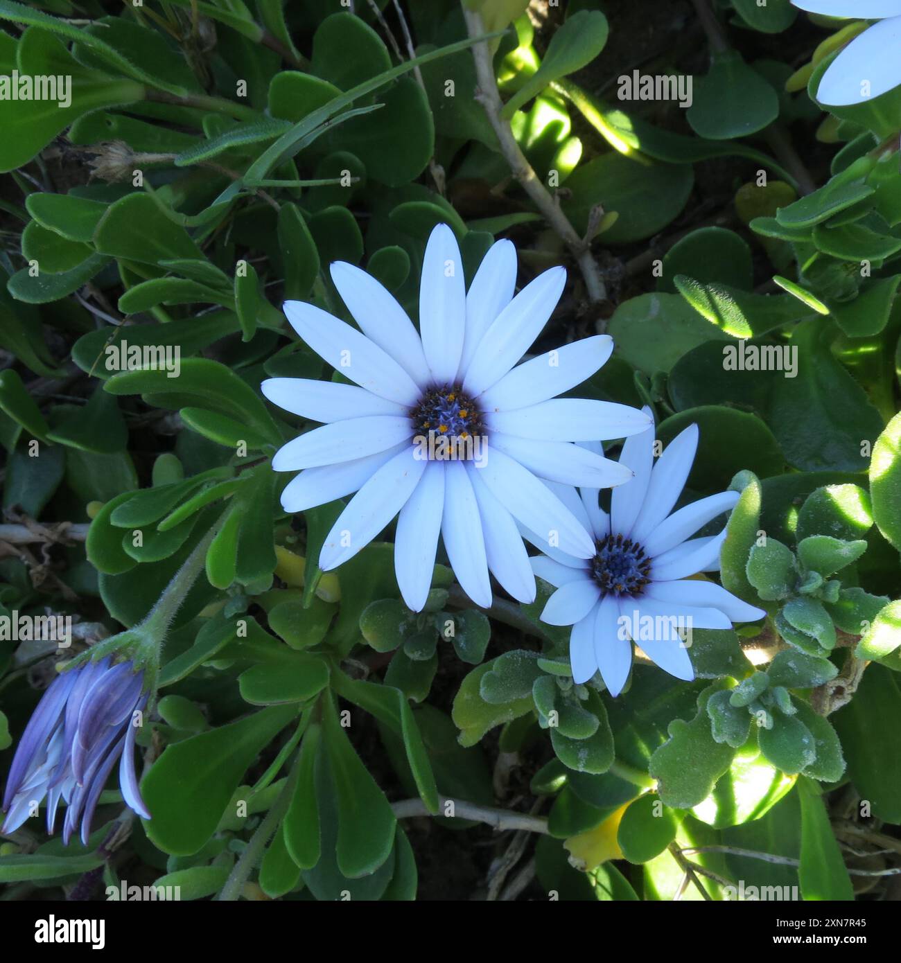 trailing African daisy (Dimorphotheca fruticosa) Plantae Stock Photo ...