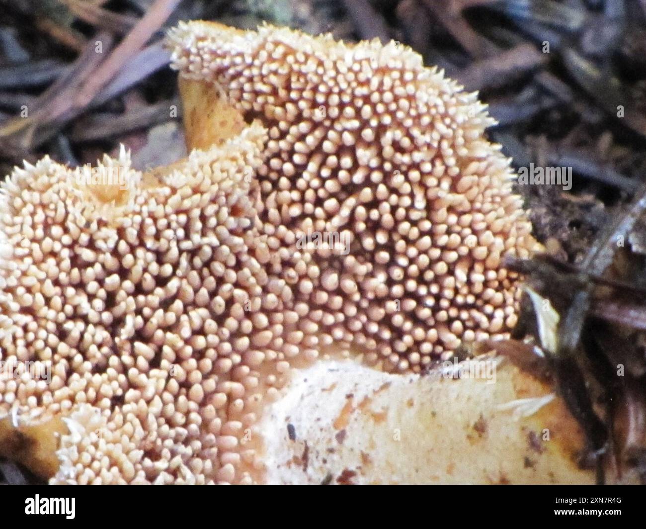 depressed hedgehog (Hydnum umbilicatum) Fungi Stock Photo - Alamy