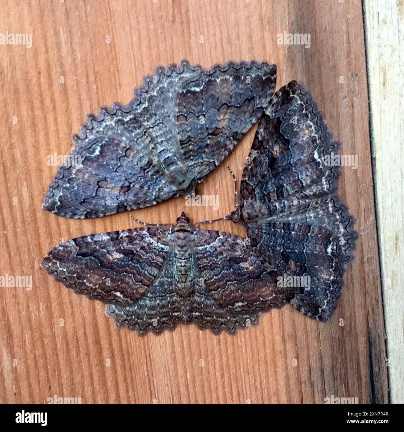 Tissue Moth (Triphosa haesitata) Insecta Stock Photo - Alamy