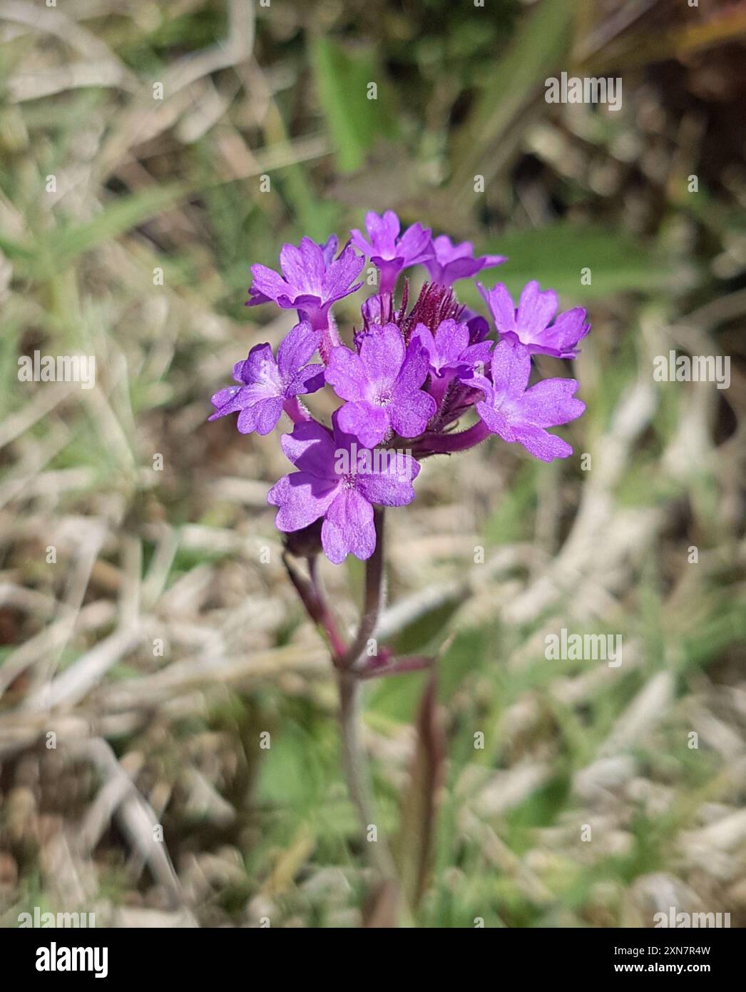 Slender Vervain (Verbena rigida) Plantae Stock Photo - Alamy