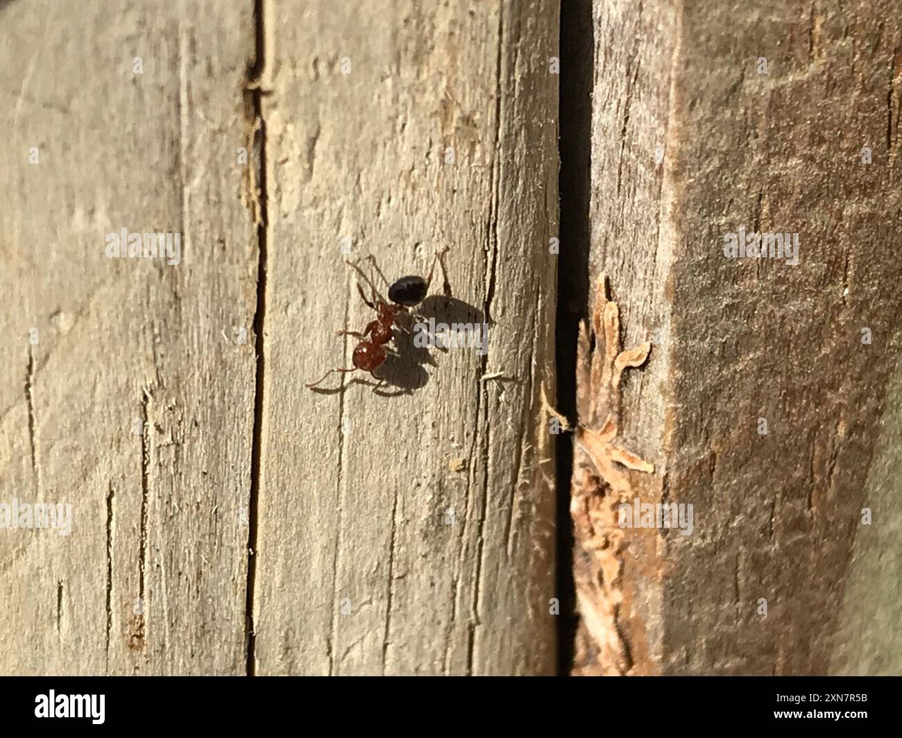 Shiny Acrobat Ant (Crematogaster laeviuscula) Insecta Stock Photo - Alamy