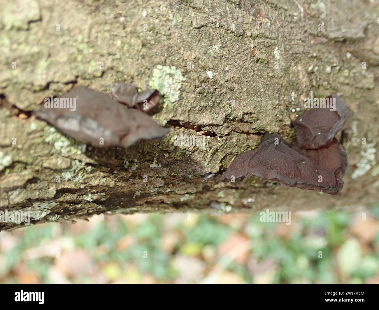 Exidia crenata hi-res stock photography and images - Alamy