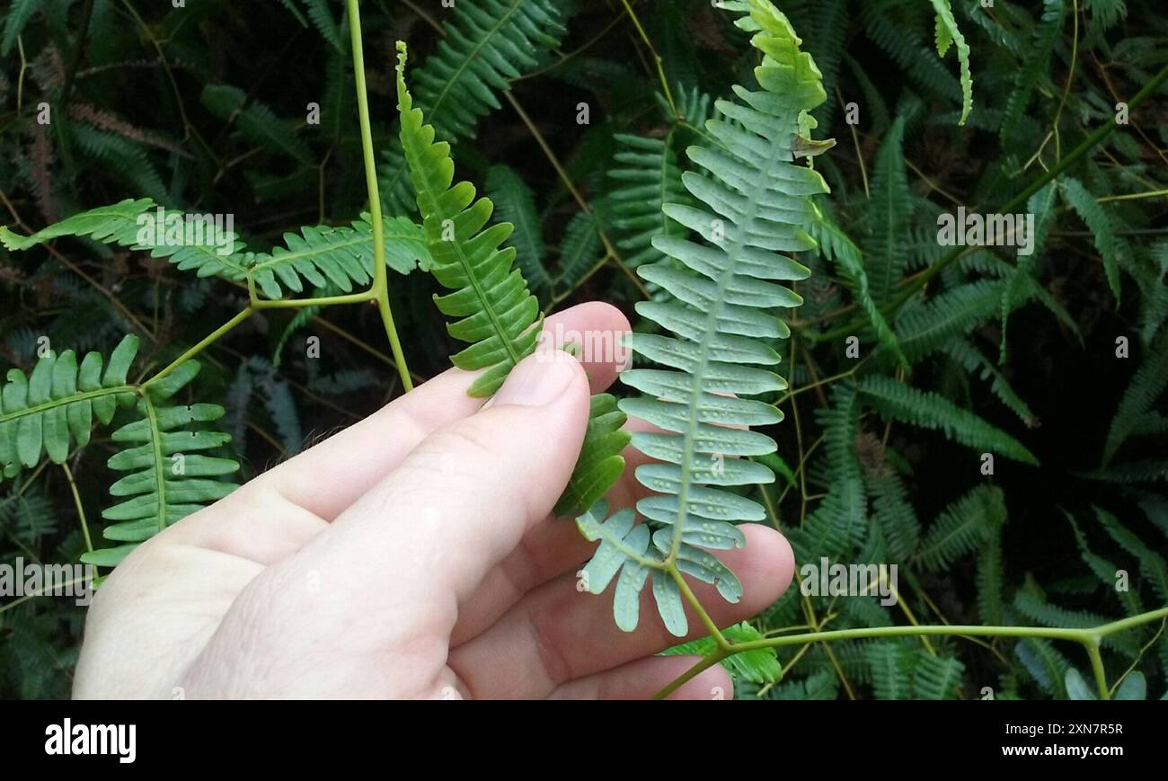 Comb Forkedfern (Gleichenella pectinata) Plantae Stock Photo - Alamy