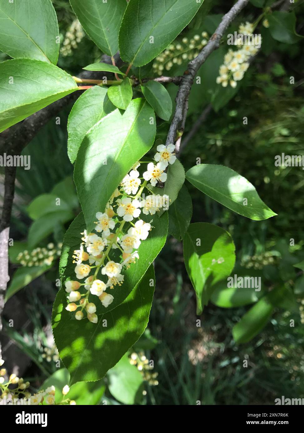 Western Chokecherry (Prunus virginiana demissa) Plantae Stock Photo - Alamy