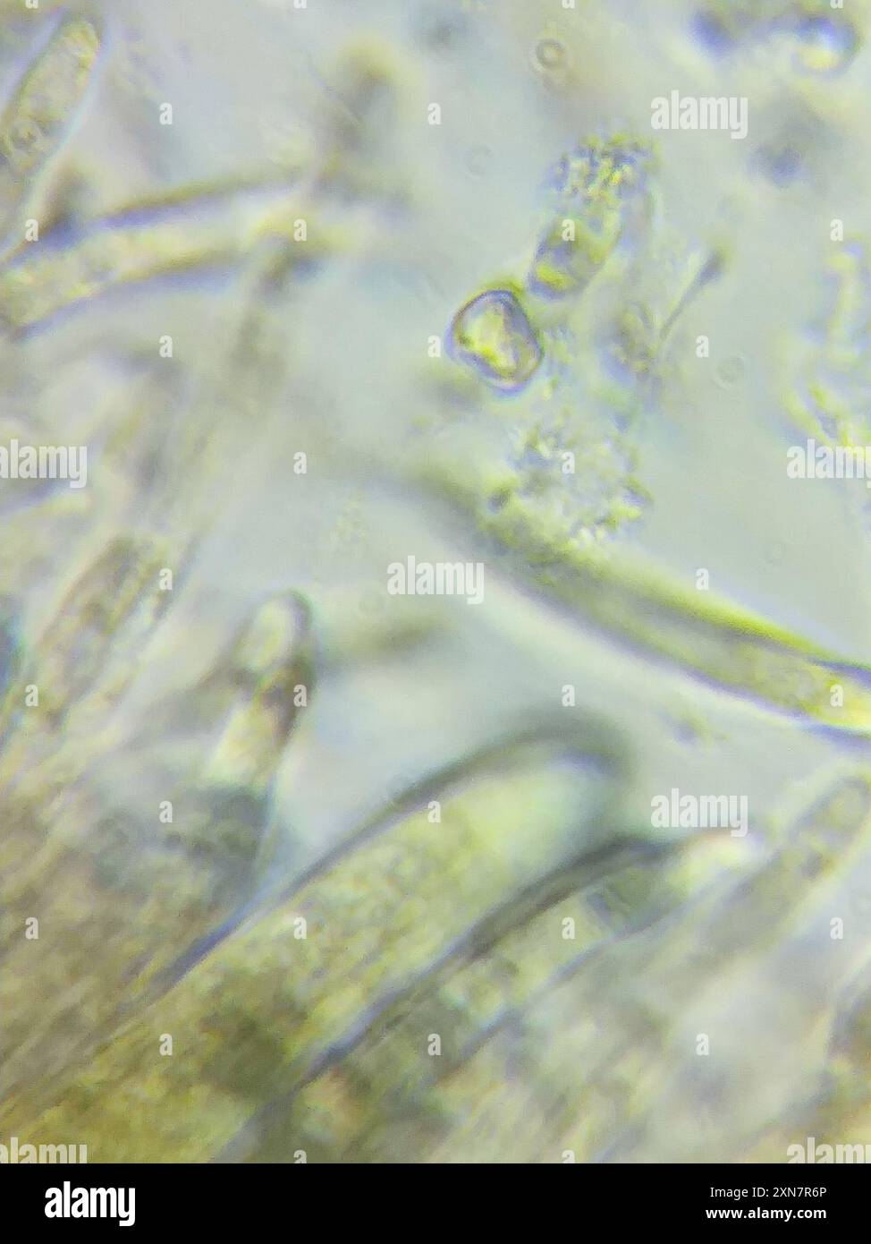 layered cup (Peziza varia) Fungi Stock Photo - Alamy