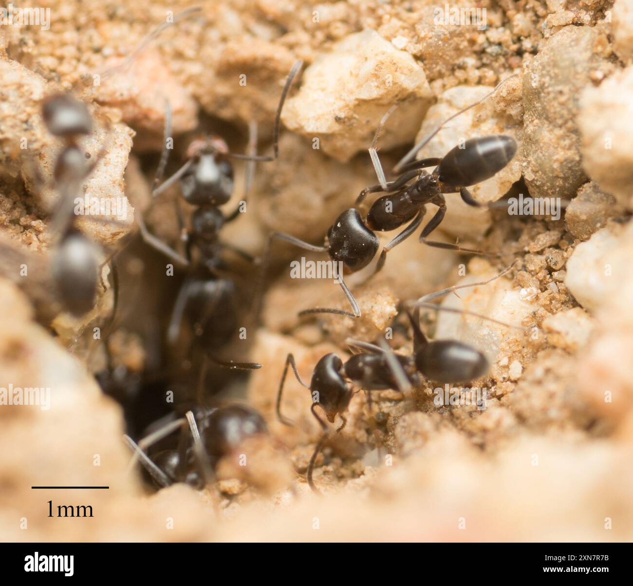 Pyramid Ants (Dorymyrmex) Insecta Stock Photo - Alamy
