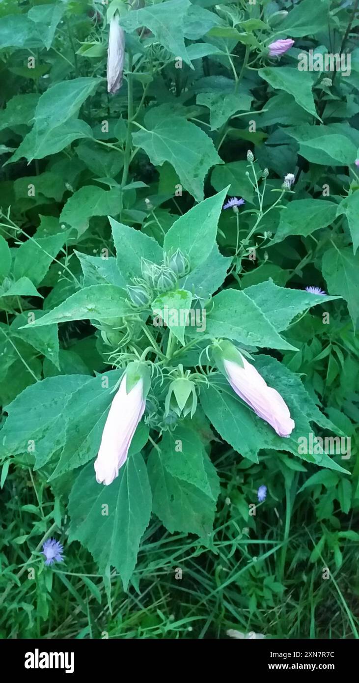 swamp rose mallow (Hibiscus moscheutos) Plantae Stock Photo - Alamy