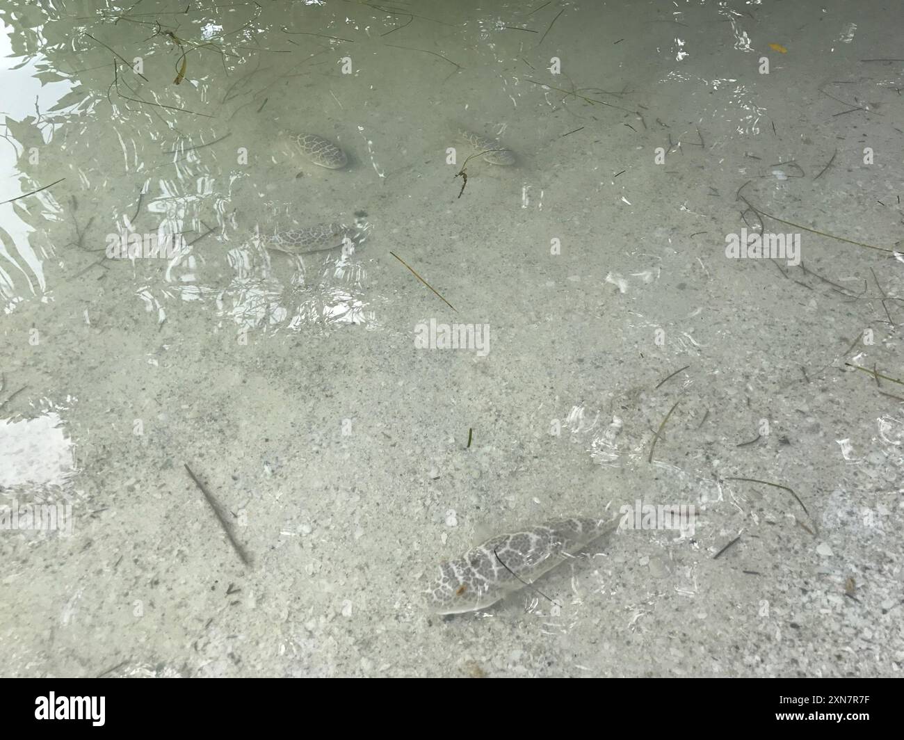 Checkered Puffer (Sphoeroides testudineus) Actinopterygii Stock Photo ...