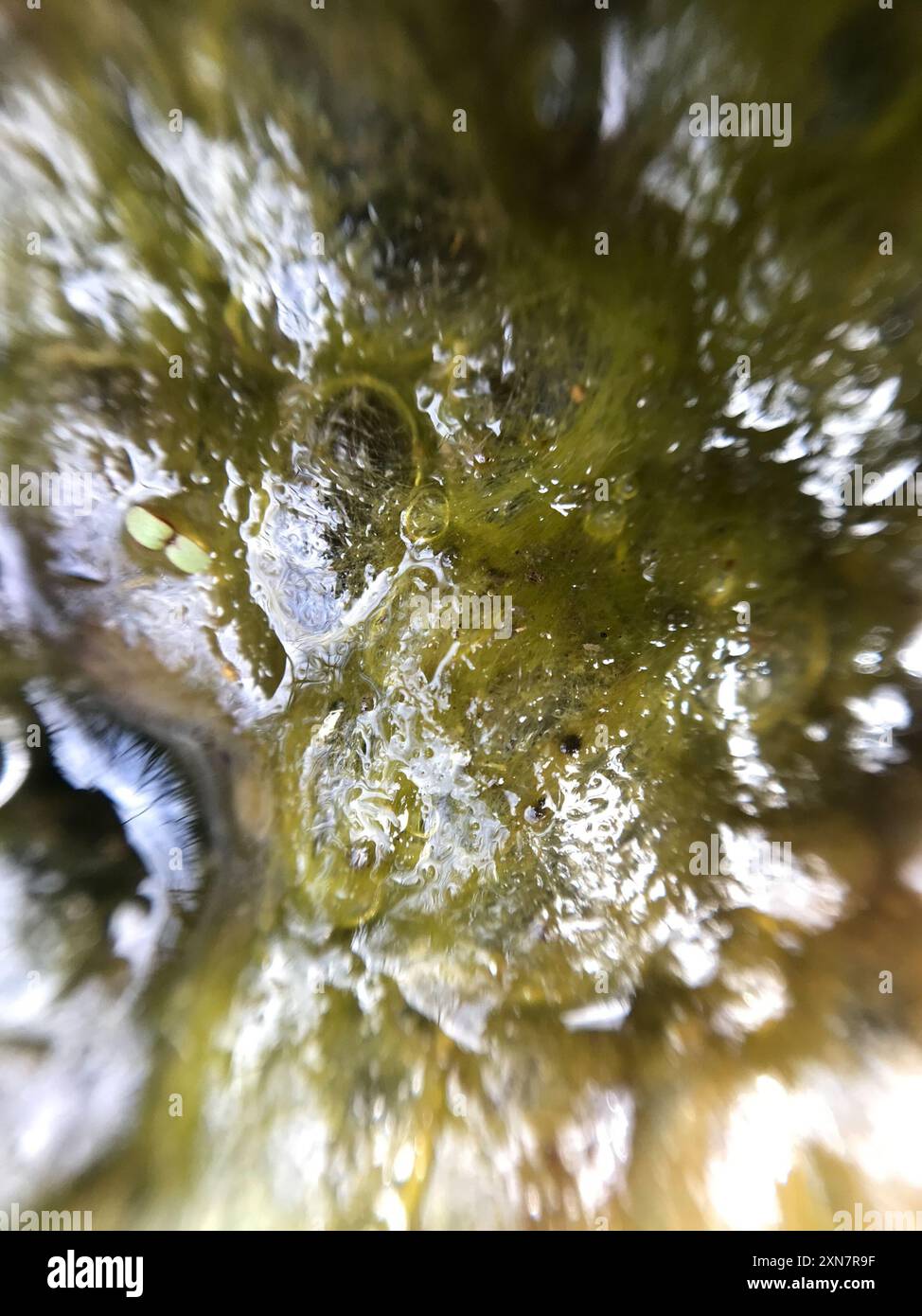 charophyte algae (Charophyta) Plantae Stock Photo - Alamy