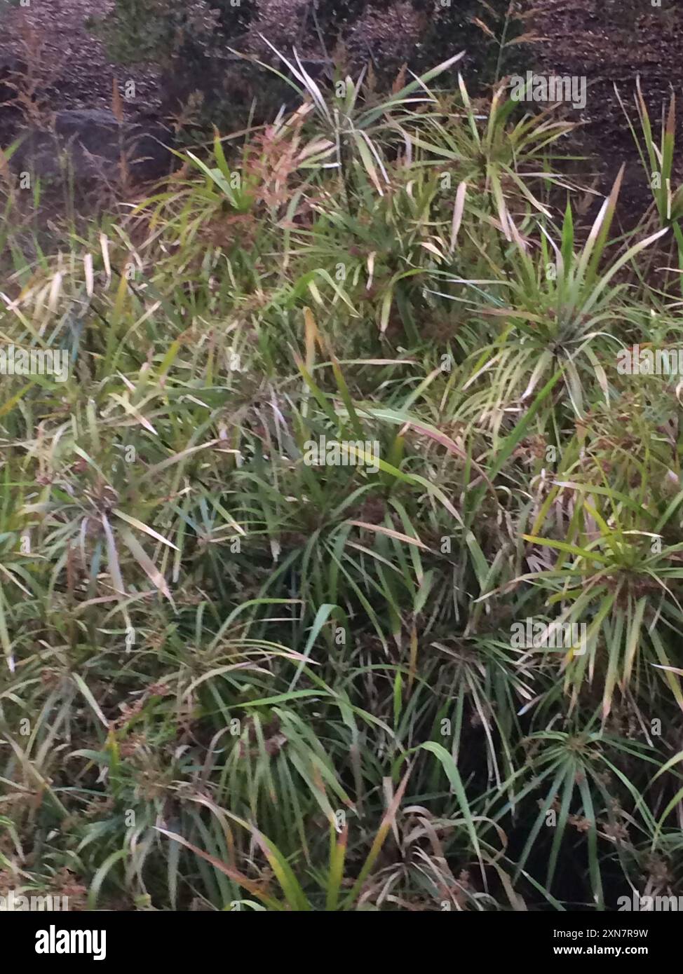 Umbrella papyrus (Cyperus alternifolius flabelliformis) Plantae Stock ...