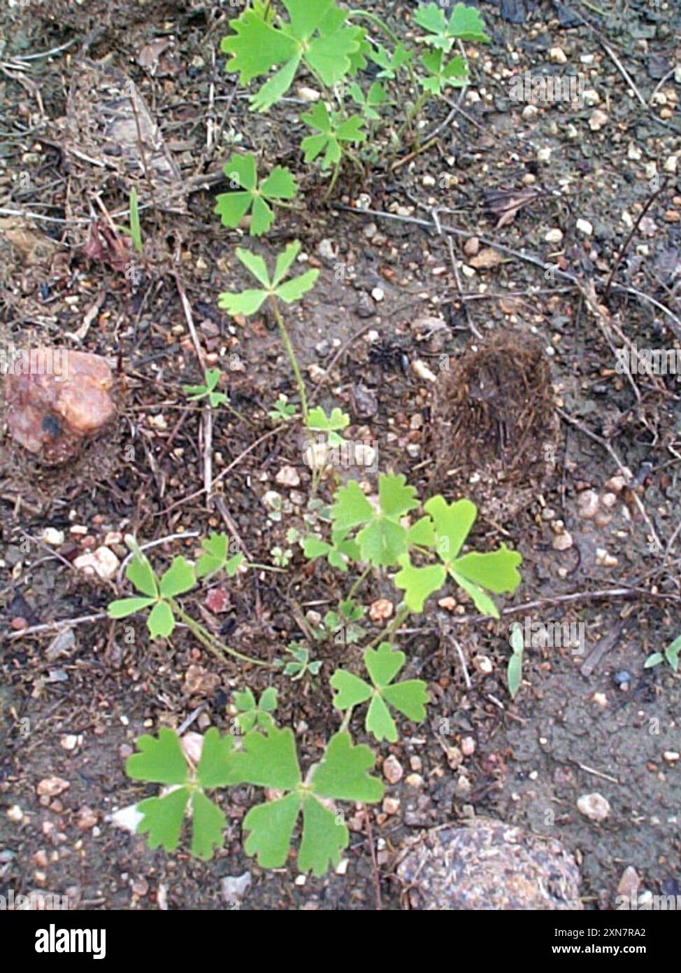 Helicopter Ferns (Marsilea) Plantae Stock Photo - Alamy