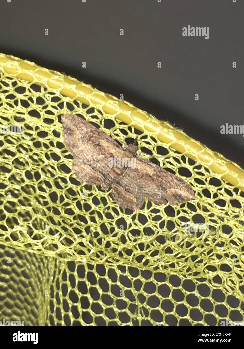 Australian Pug Moth (Chloroclystis filata) Insecta Stock Photo - Alamy