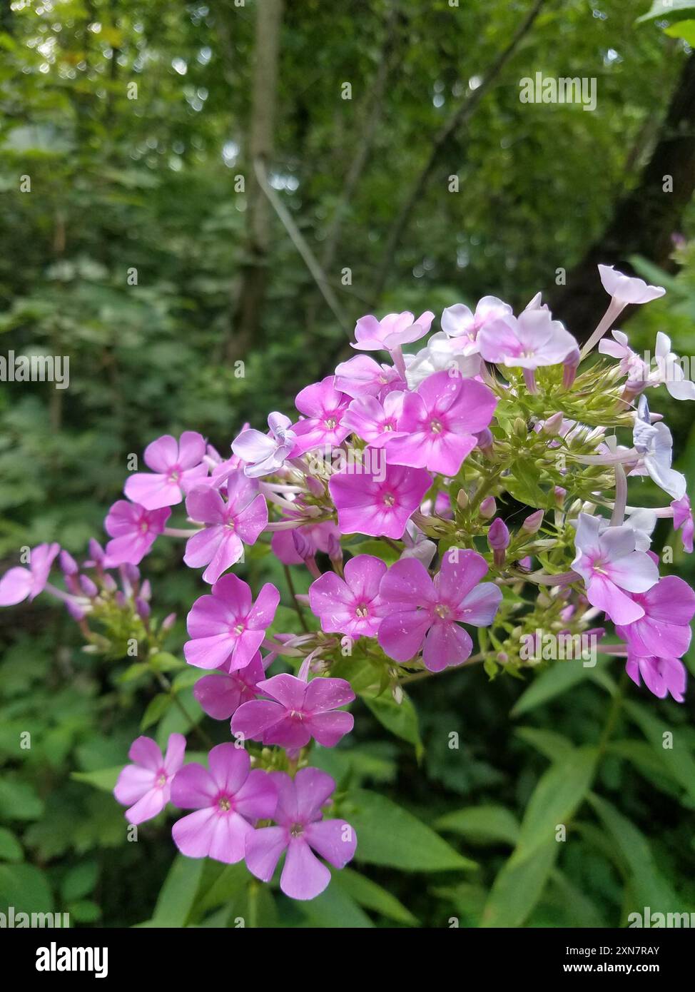 fall phlox (Phlox paniculata) Plantae Stock Photo - Alamy