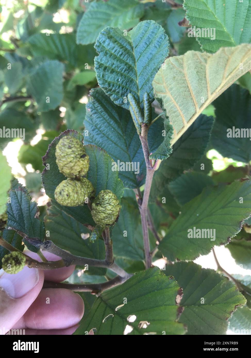 mountain alder (Alnus alnobetula crispa) Plantae Stock Photo - Alamy