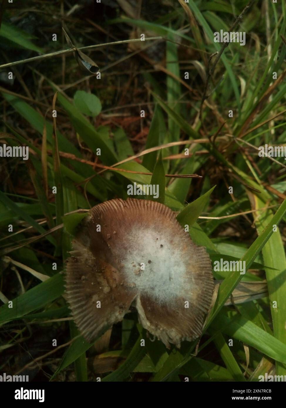 Hyalinus hi-res stock photography and images - Alamy