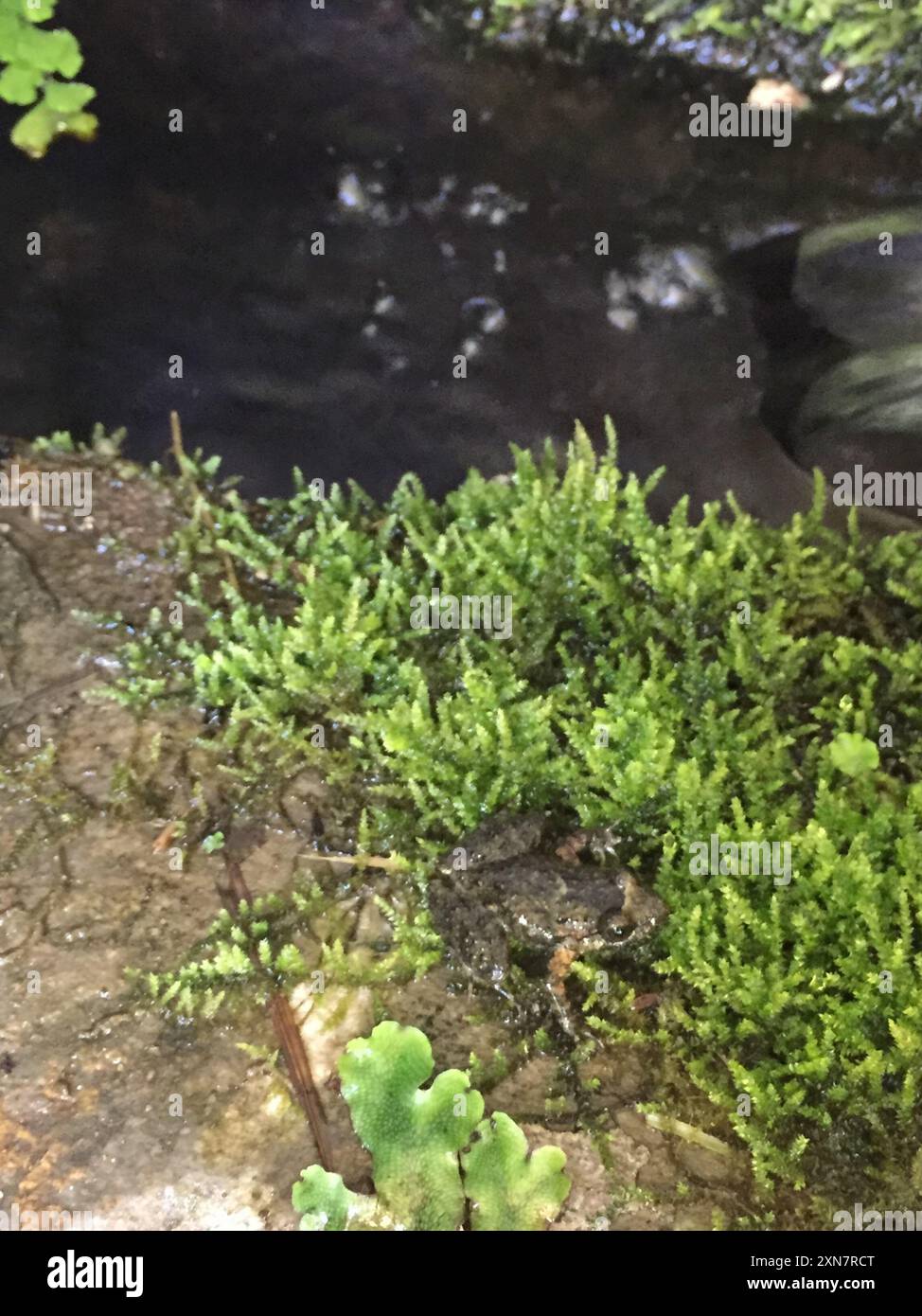 Painted frogs hi-res stock photography and images - Alamy